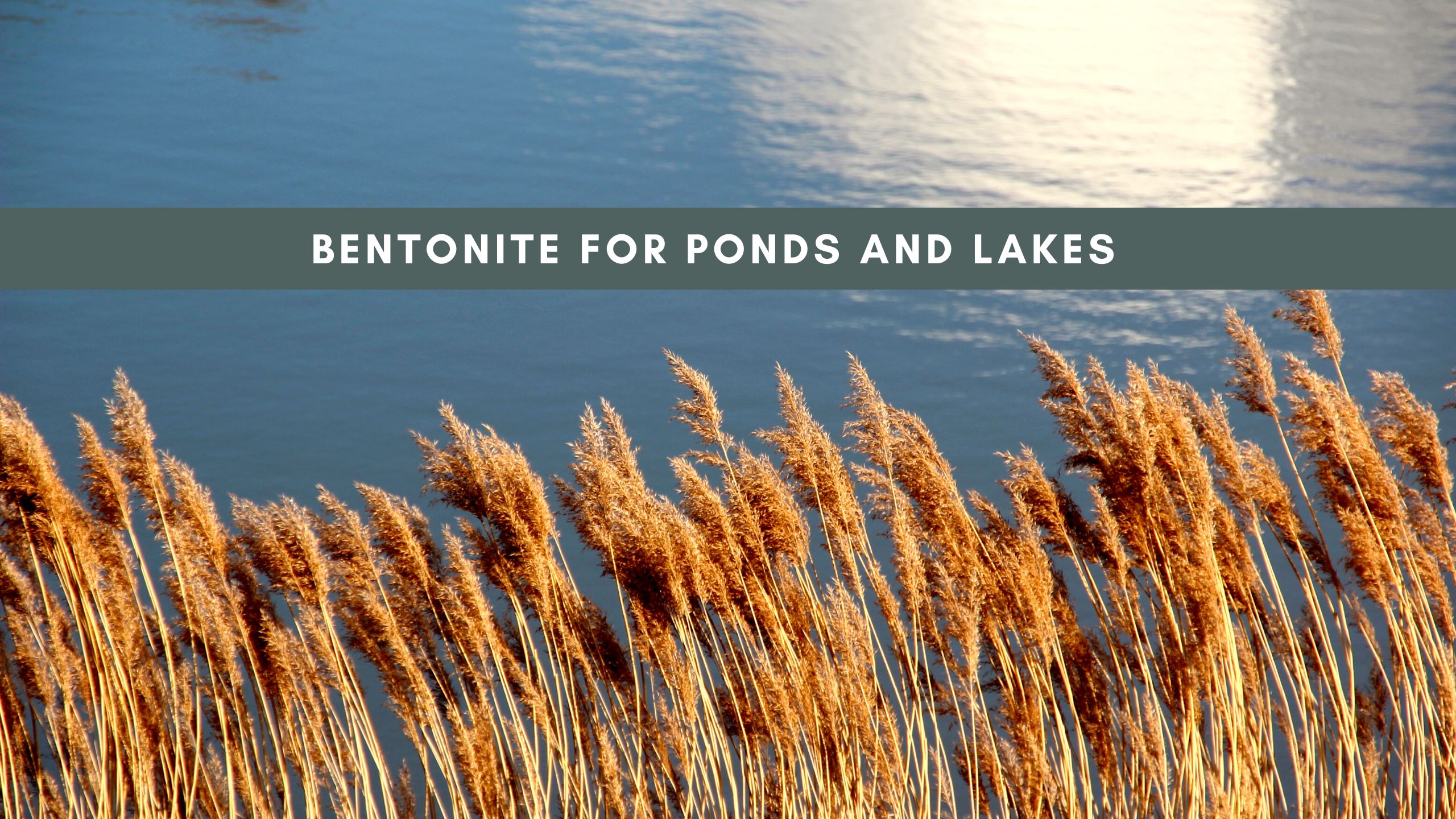 Use Of Bentonite Clay In Ponds And Lake - Sepico